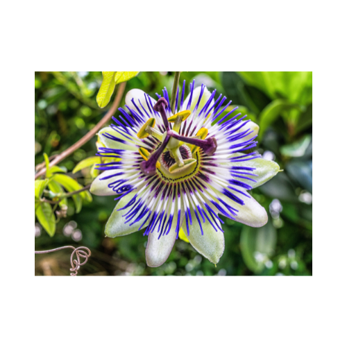 Passion Flower And Its Impact On Anxiety